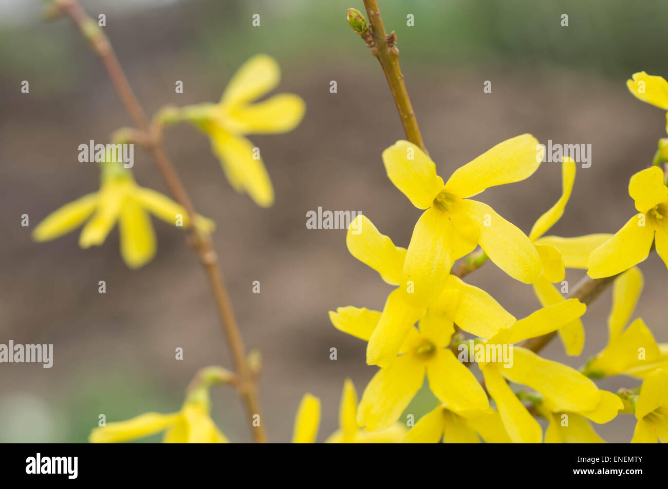 New small flowers hi-res stock photography and images - Alamy