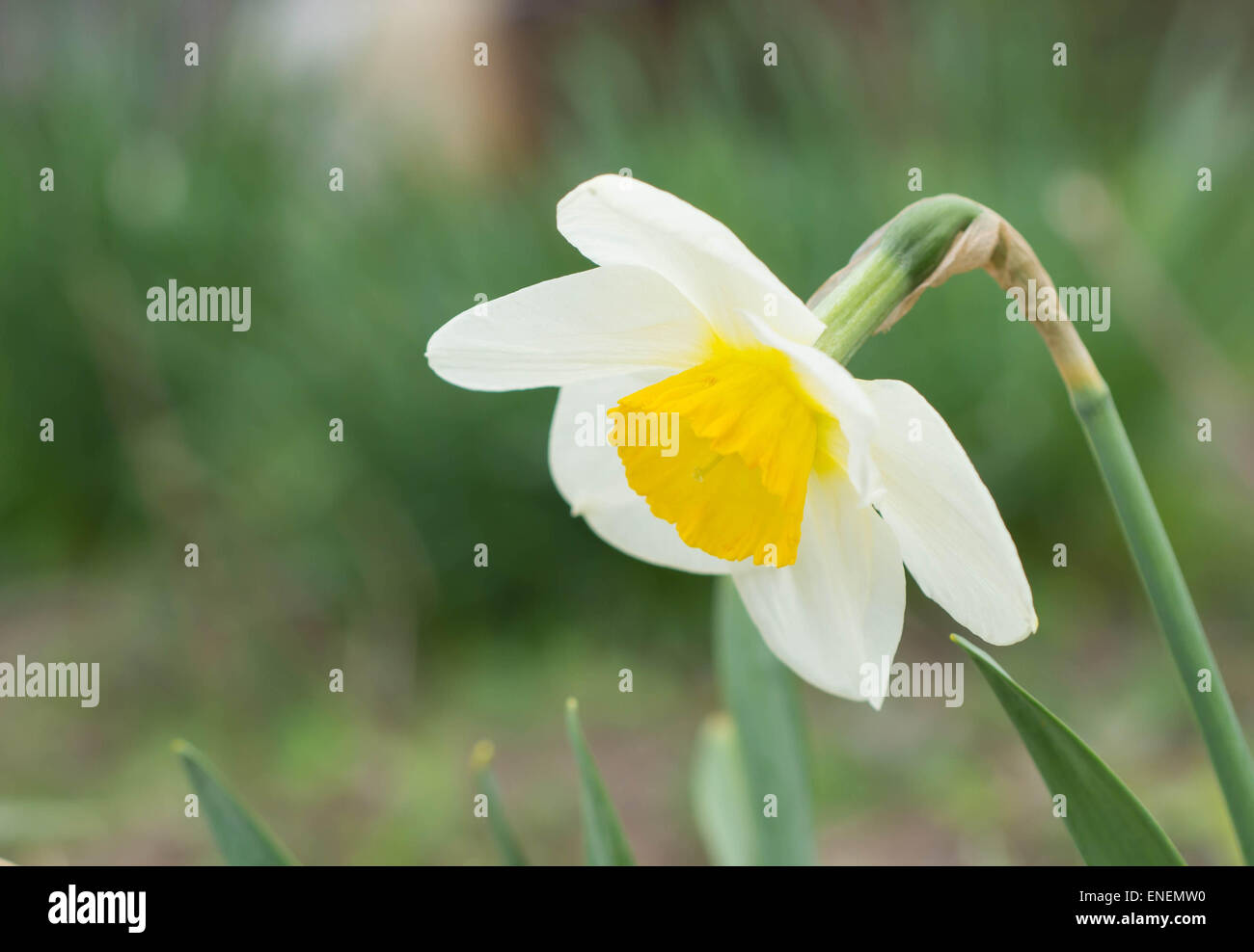 Narcissuses hi-res stock photography and images - Alamy