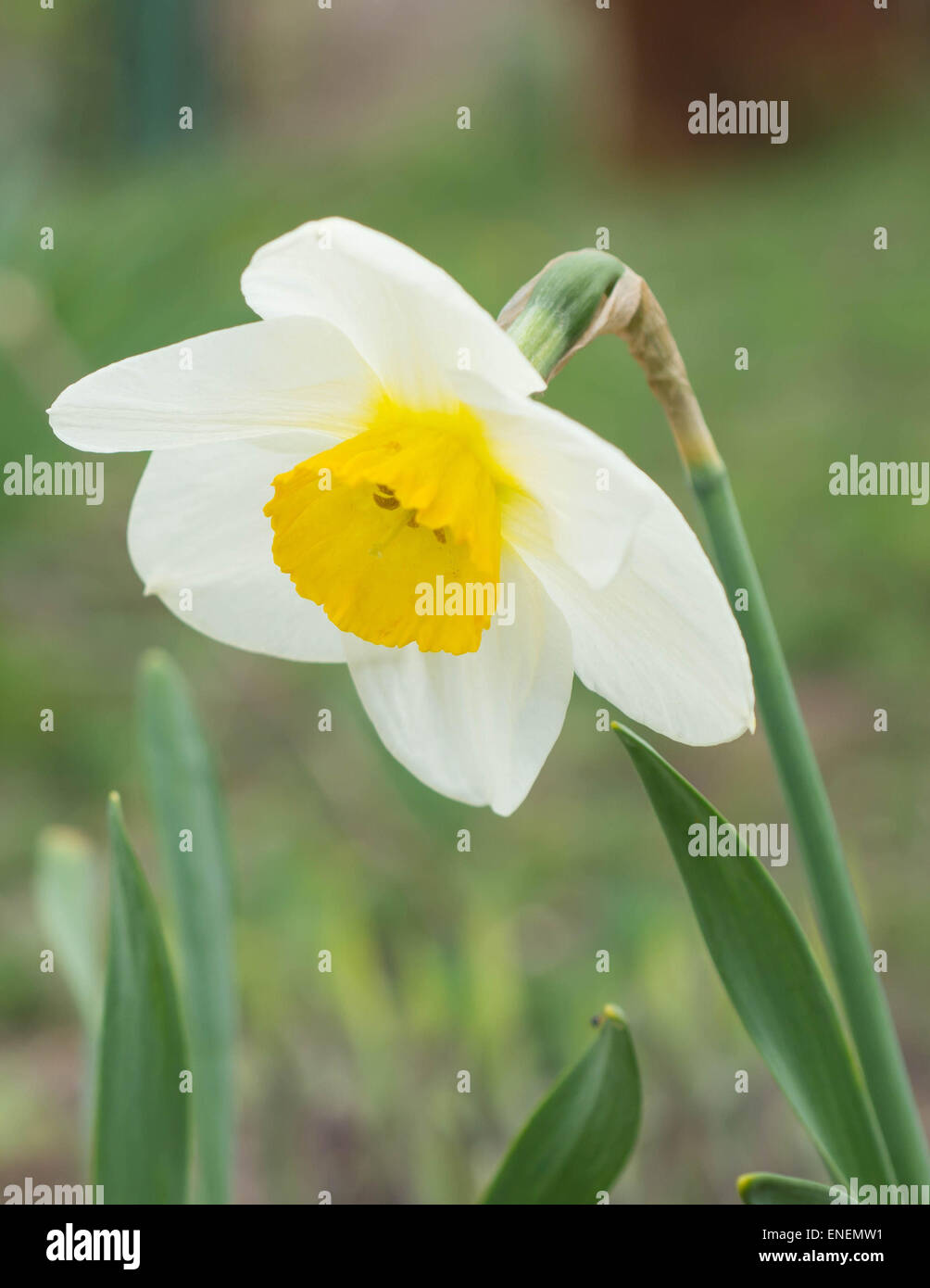 Narcissus flower in a garden close up Stock Photo - Alamy