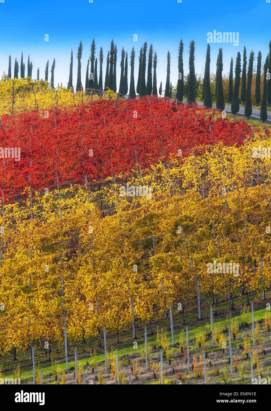 Colored road of cypresses Stock Photo - Alamy