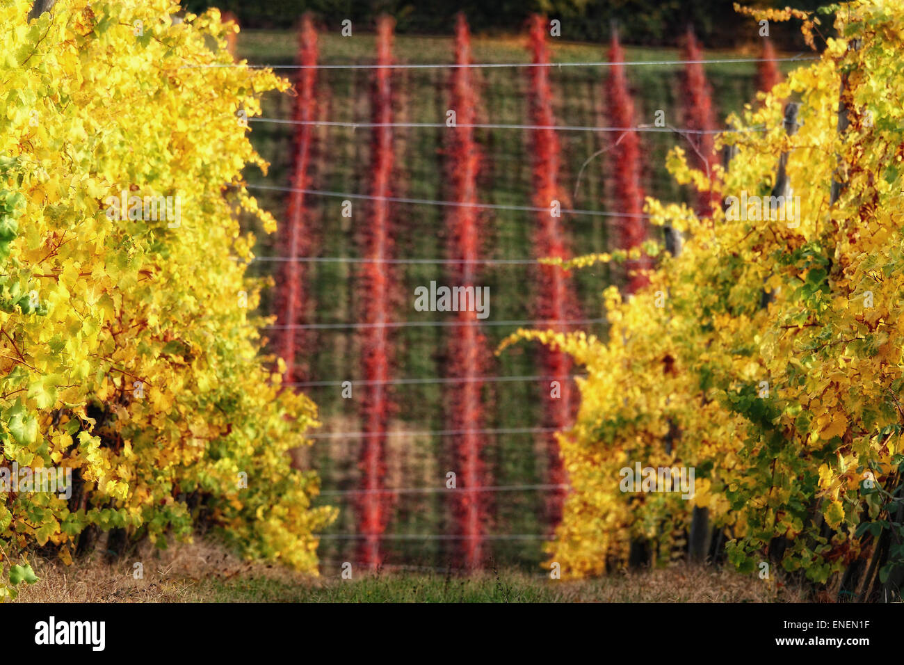 Yellow vineyard with red grid background Stock Photo - Alamy