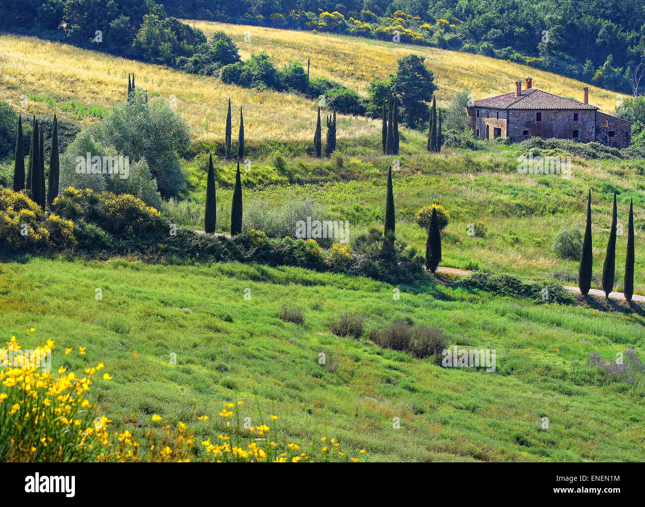 A beautiful tuscan cottage inside a country with cypresses Stock Photo ...