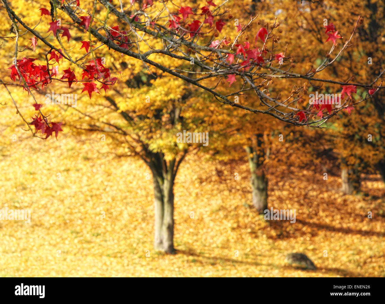 A beautiful and colored autumn in a park with yellow background and red ...