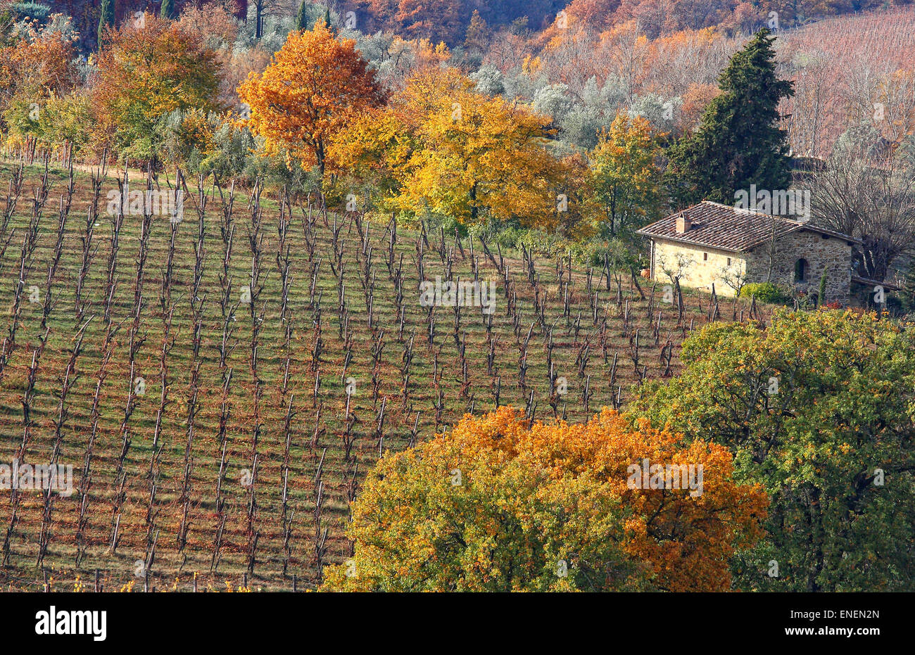 A beautiful cottage with vineyard in Tuscany (Italy Stock Photo - Alamy