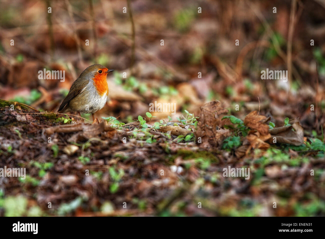 Alone bird robin hi-res stock photography and images - Alamy
