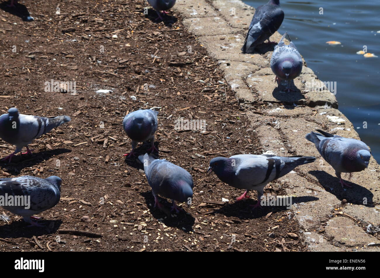 Group of pigeons hi-res stock photography and images - Alamy