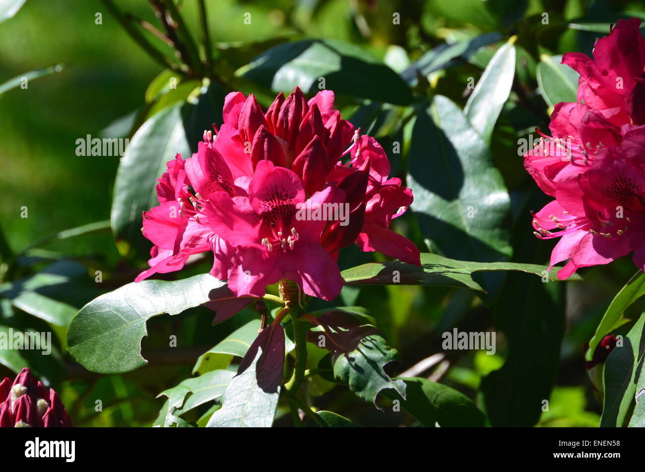 Rhododendron shrub hi-res stock photography and images - Alamy