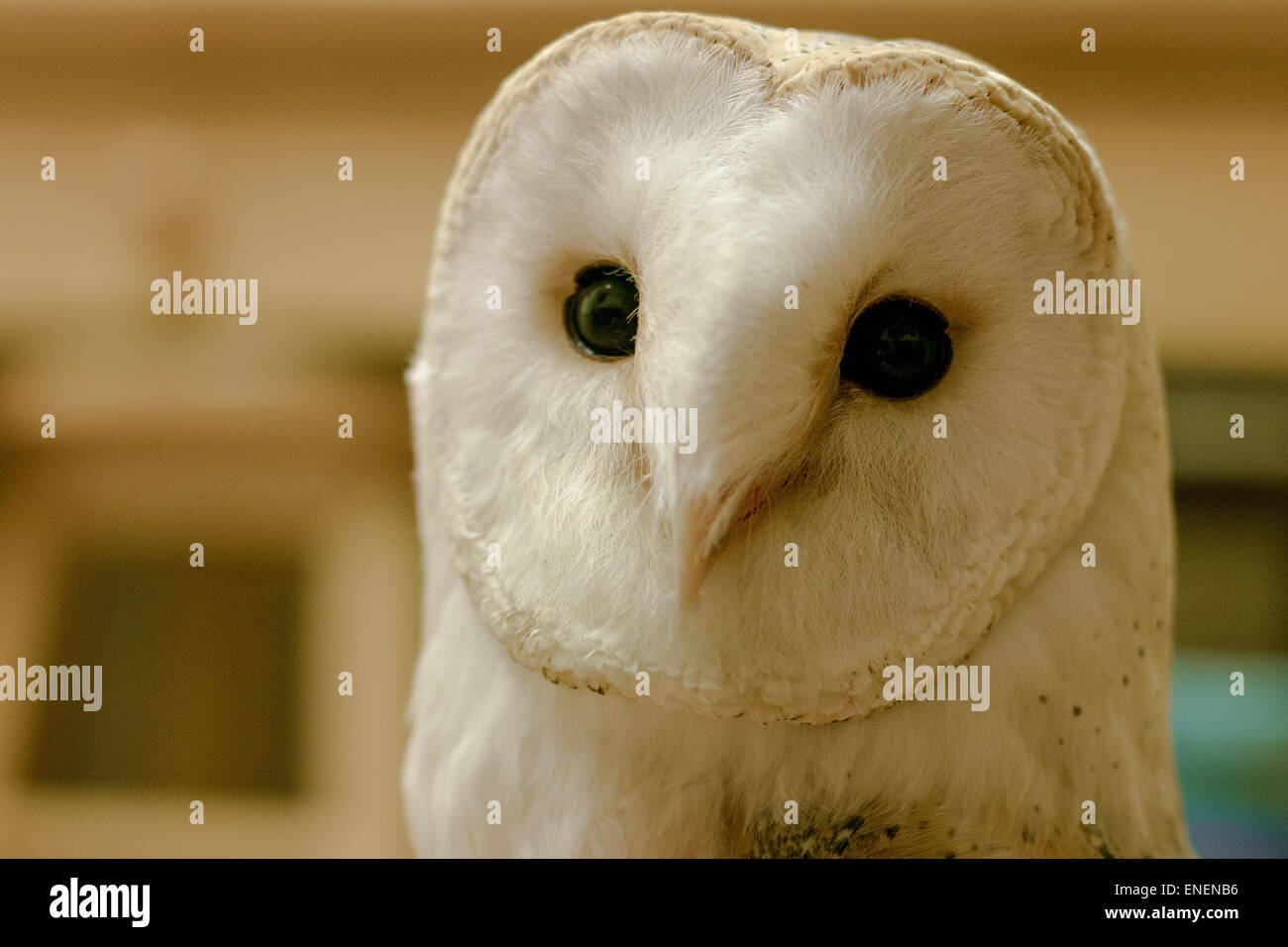 A cute, friendly visitor i took care of for the evening Stock Photo - Alamy