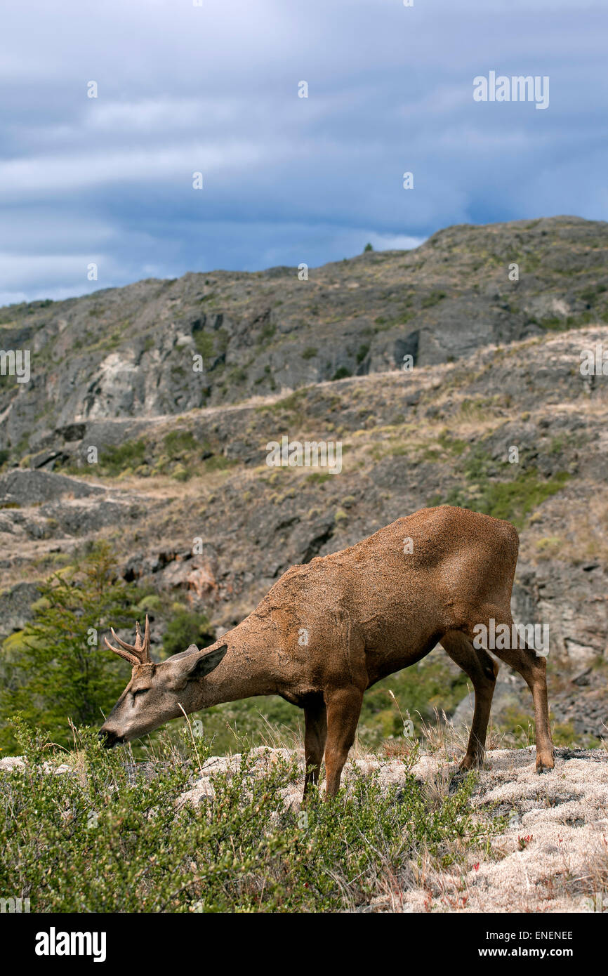 Chile National Animal