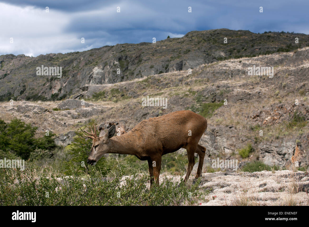 Huemul (Hippocamelus bisulcus).Male South Andean deer. Tamango National ...