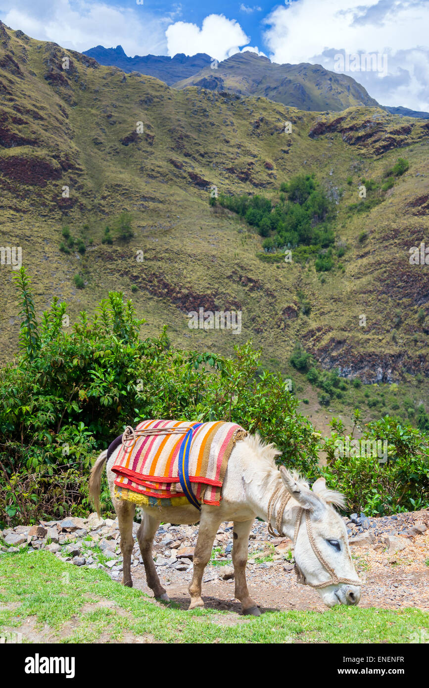 Peru huaraz landscape donkey hi-res stock photography and images - Alamy