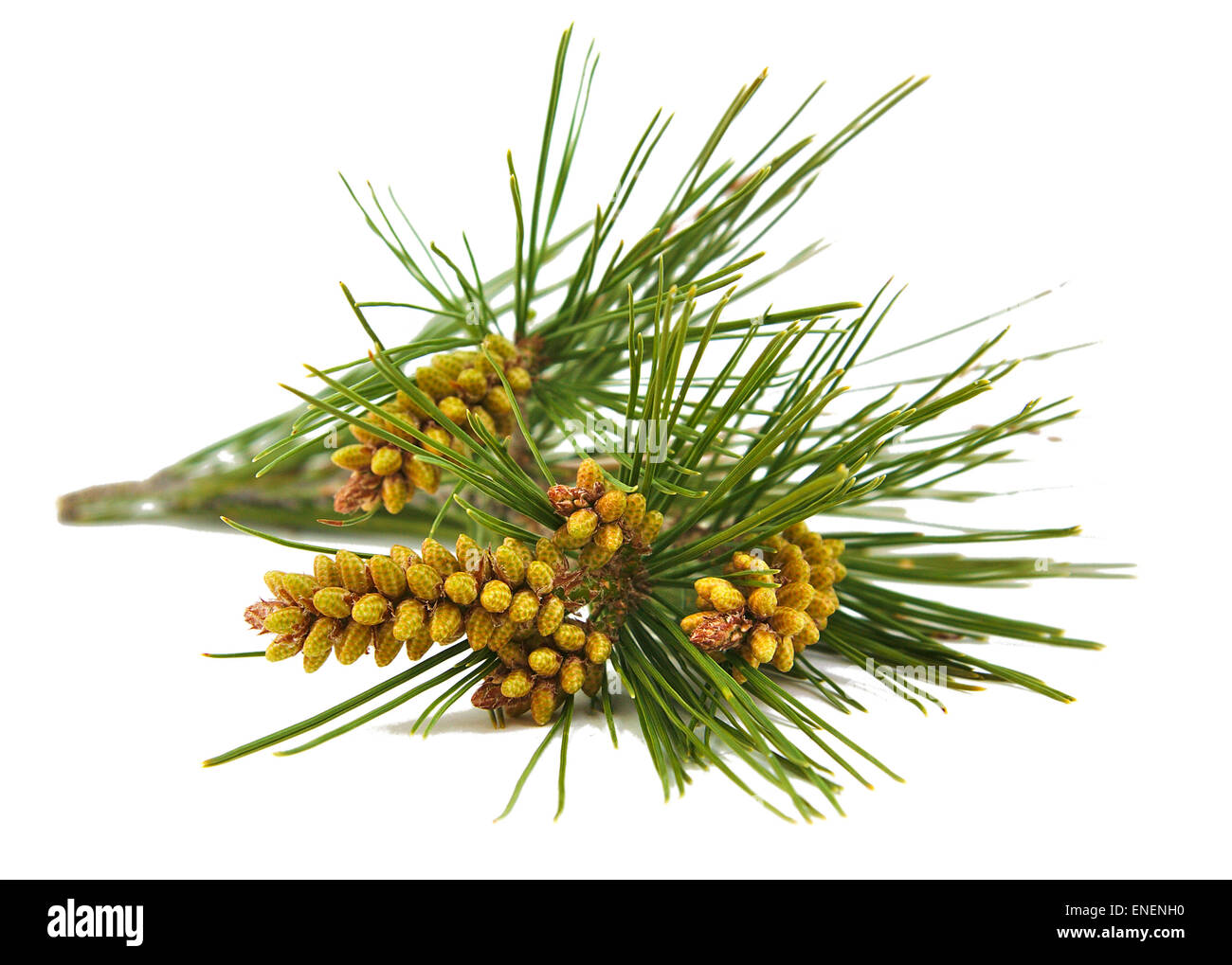 Single pine branch isolated on a white background Stock Photo - Alamy