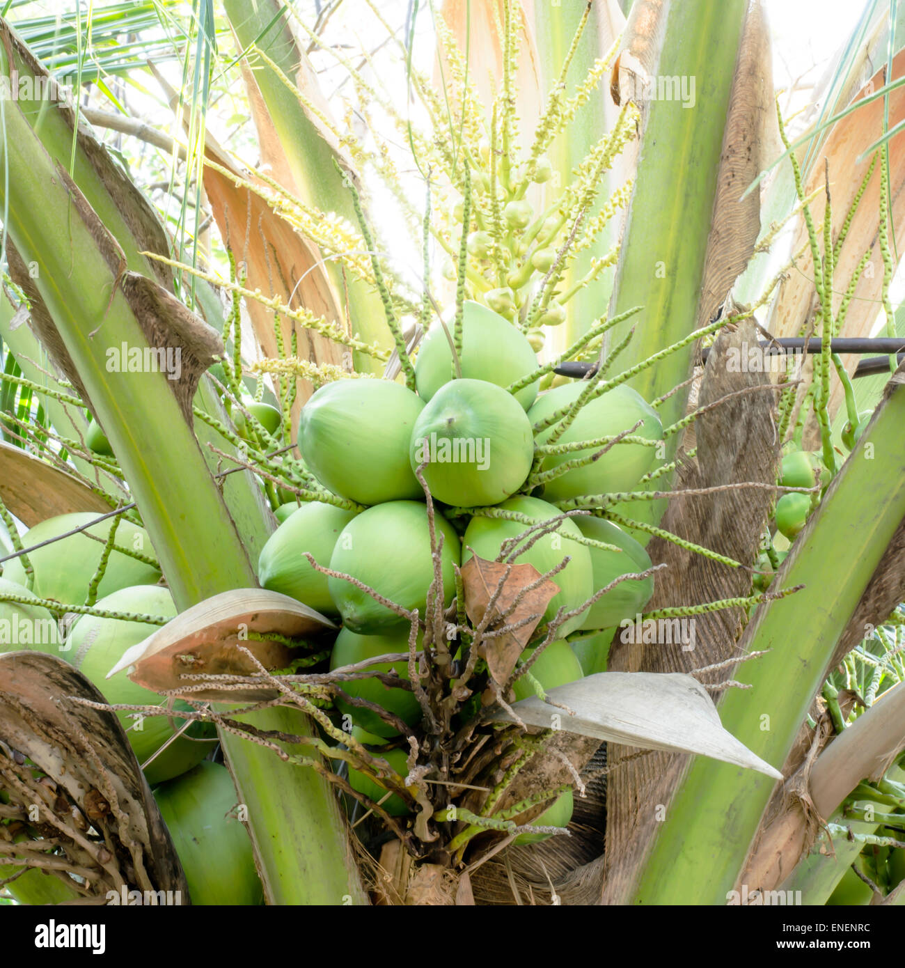 coconut tree with green leaves coconut Stock Photo - Alamy