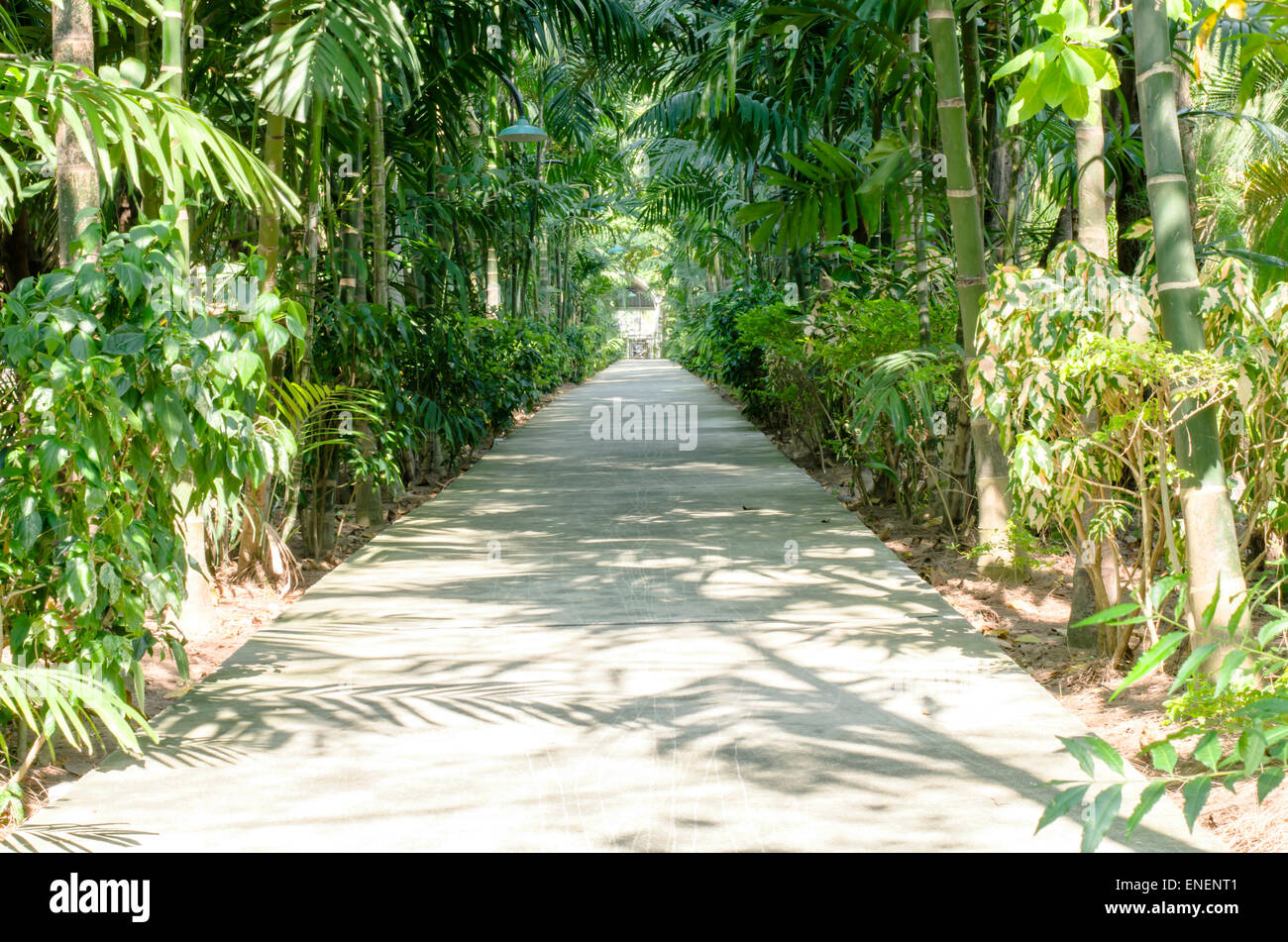 nature Passage with many variety trees Stock Photo - Alamy