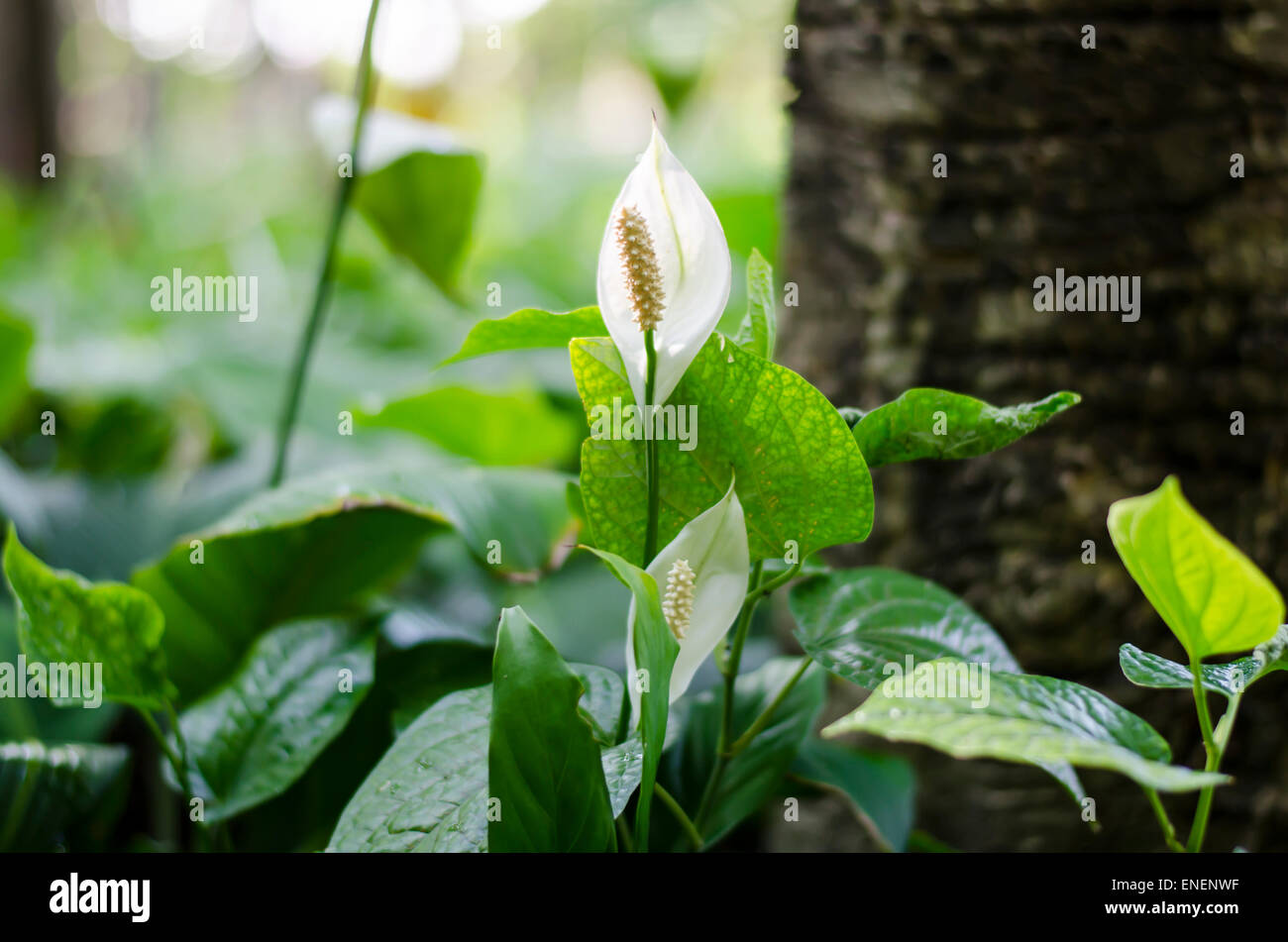 small spadix in the forest Stock Photo - Alamy