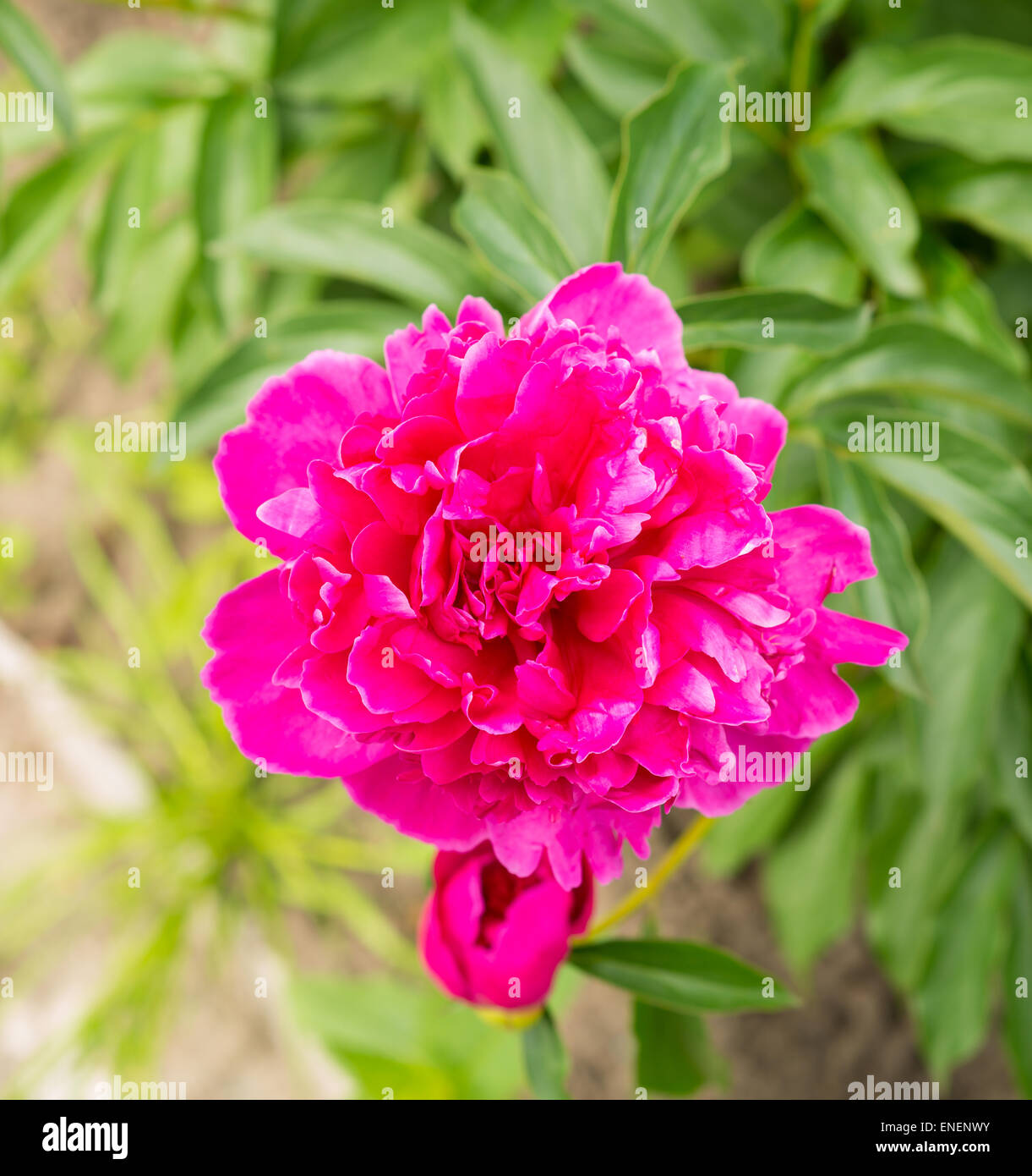 Beautiful pink flower hi-res stock photography and images - Alamy