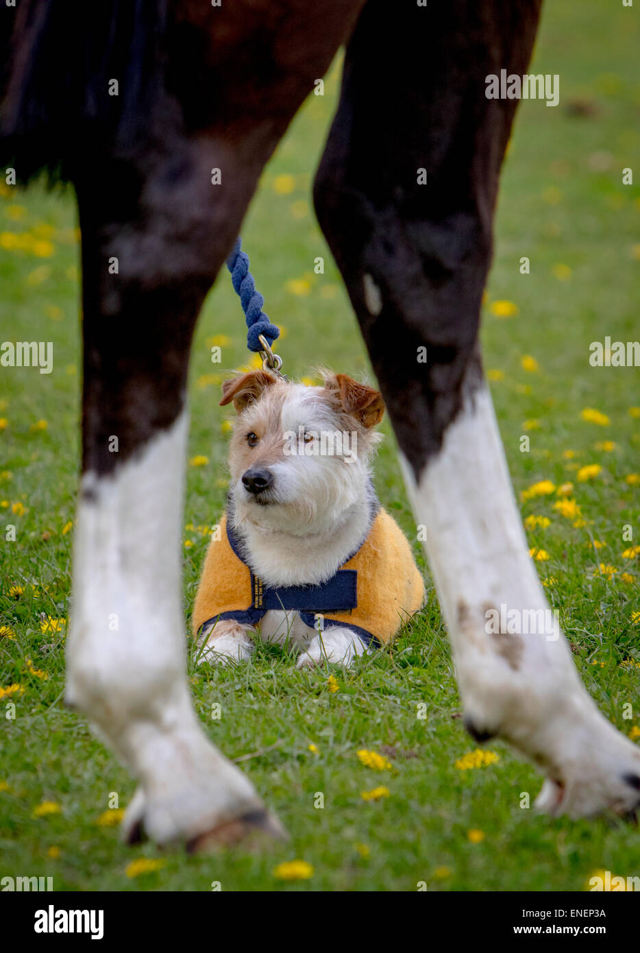 Prize winning dogs at a local show pose for the camera Stock Photo - Alamy