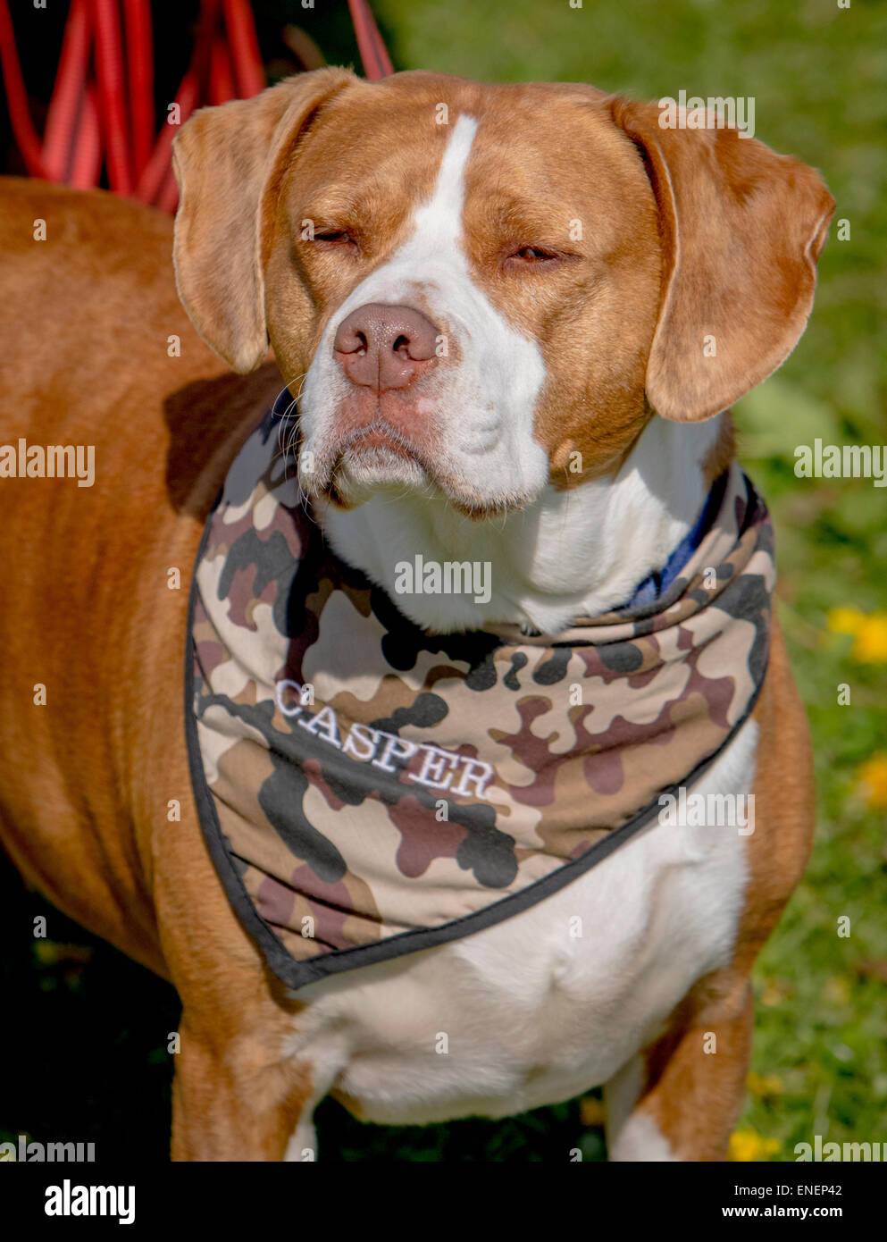 Prize winning dogs at a local show pose for the camera Stock Photo - Alamy