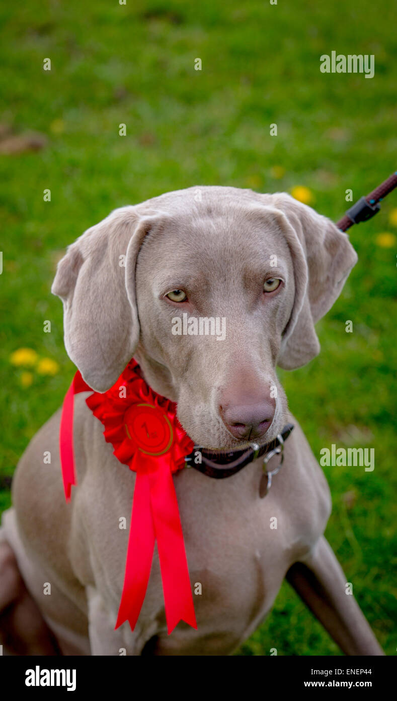 Prize winning dogs at a local show pose for the camera Stock Photo - Alamy