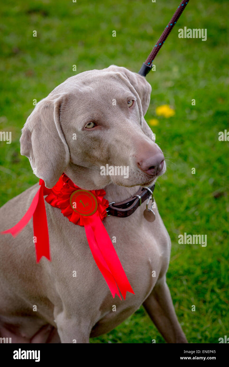 Prize winning dogs at a local show pose for the camera Stock Photo - Alamy