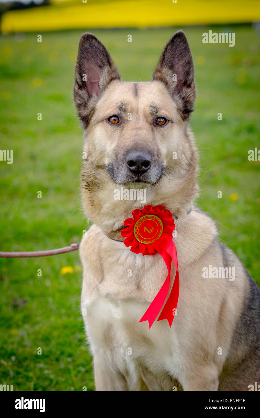 Prize winning dogs at a local show pose for the camera Stock Photo - Alamy
