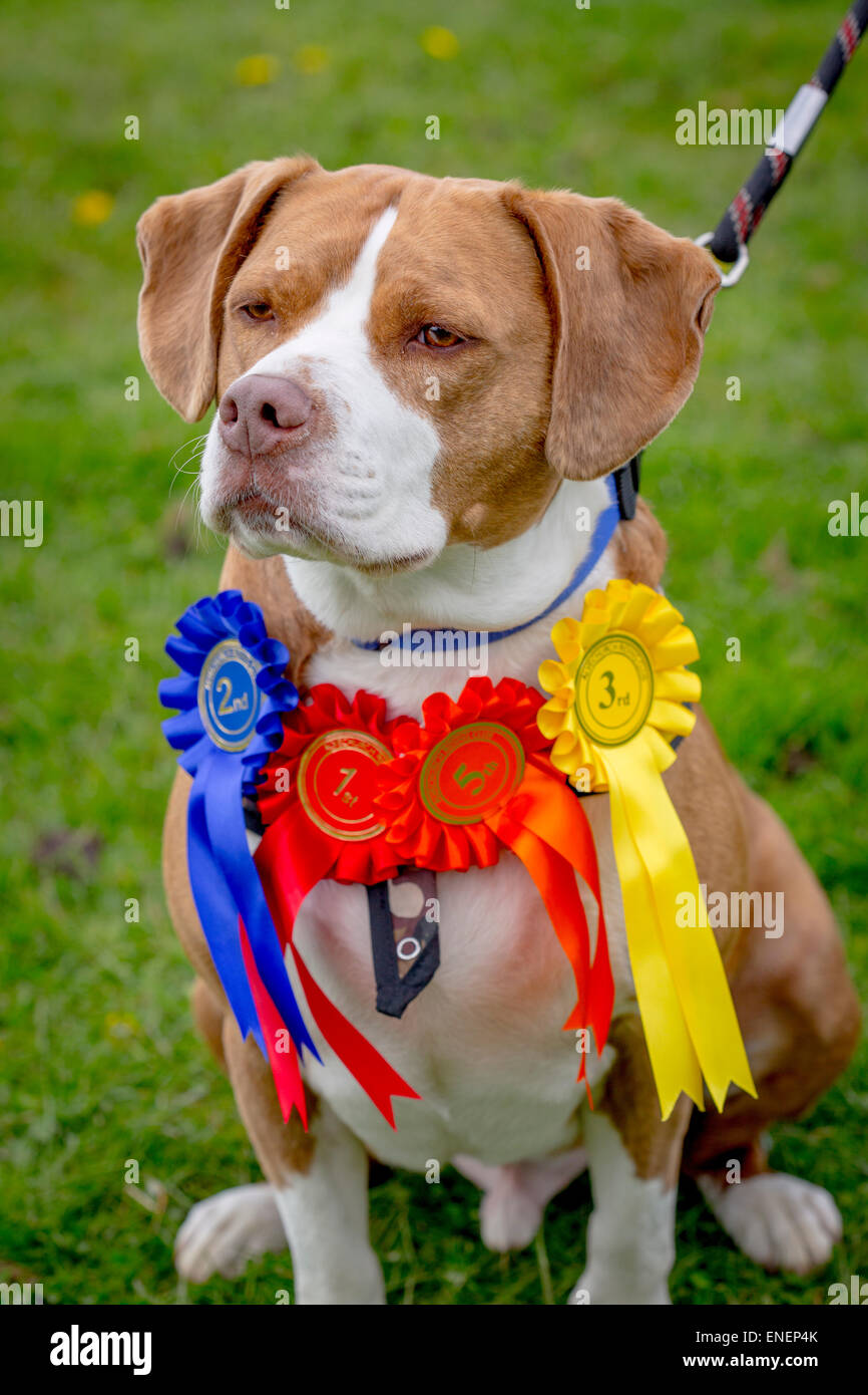 Prize winning dogs at a local show pose for the camera Stock Photo - Alamy