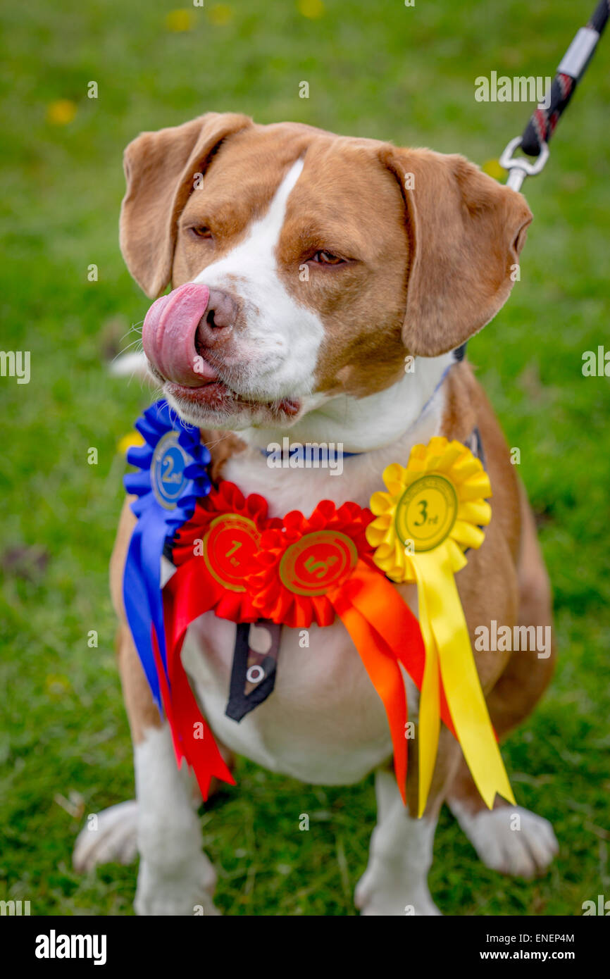 Prize winning dogs at a local show pose for the camera Stock Photo - Alamy