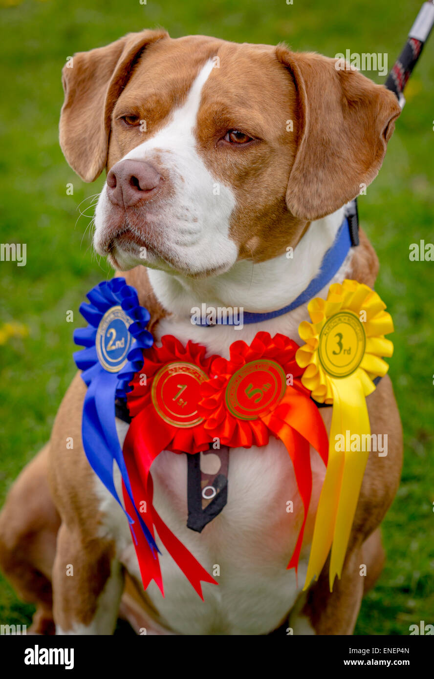 Prize winning dogs at a local show pose for the camera Stock Photo - Alamy