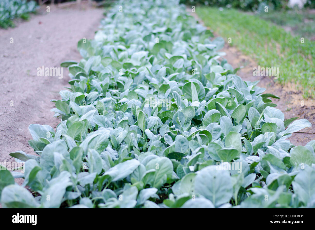 garden of mini kale in country Stock Photo - Alamy