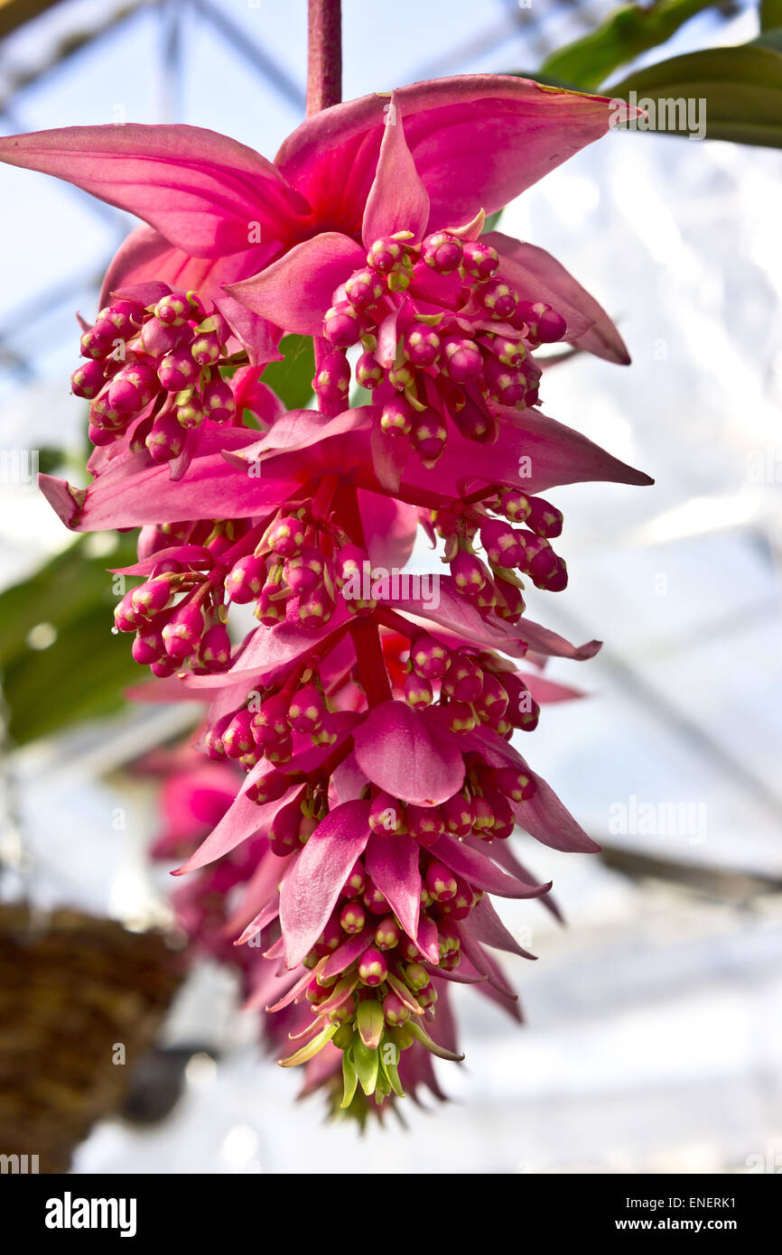 Exotic ornamental plant Rose Grape ( Medinilla Magnifica ...