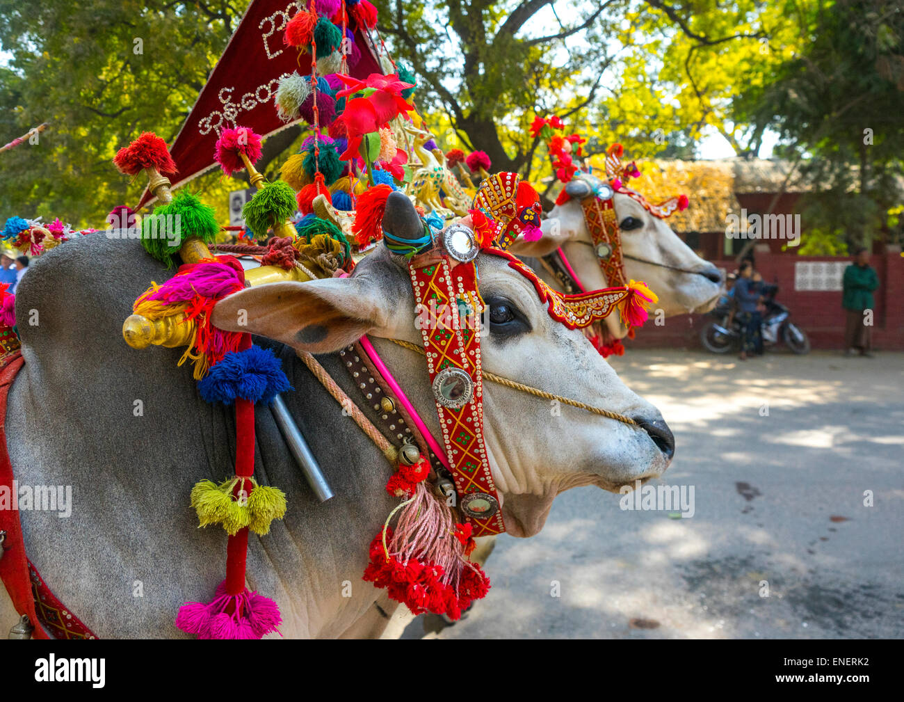 Decorated Ox Cart During A Novice Parade, Bagan, Myanmar Stock Photo ...