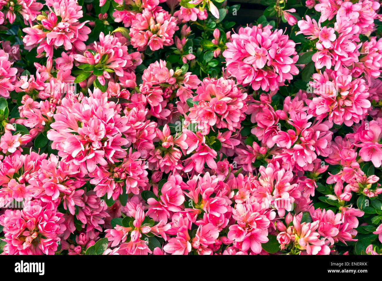 Closeup of a flowering azalea shrub Stock Photo - Alamy