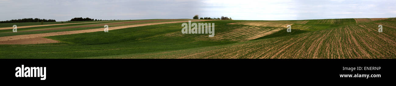 panorama. photo on the wheat field in spring. Ukraine, Volyn Stock ...