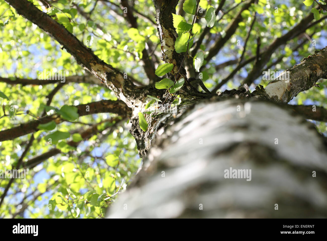 Birch trees and branches close-up Stock Photo - Alamy