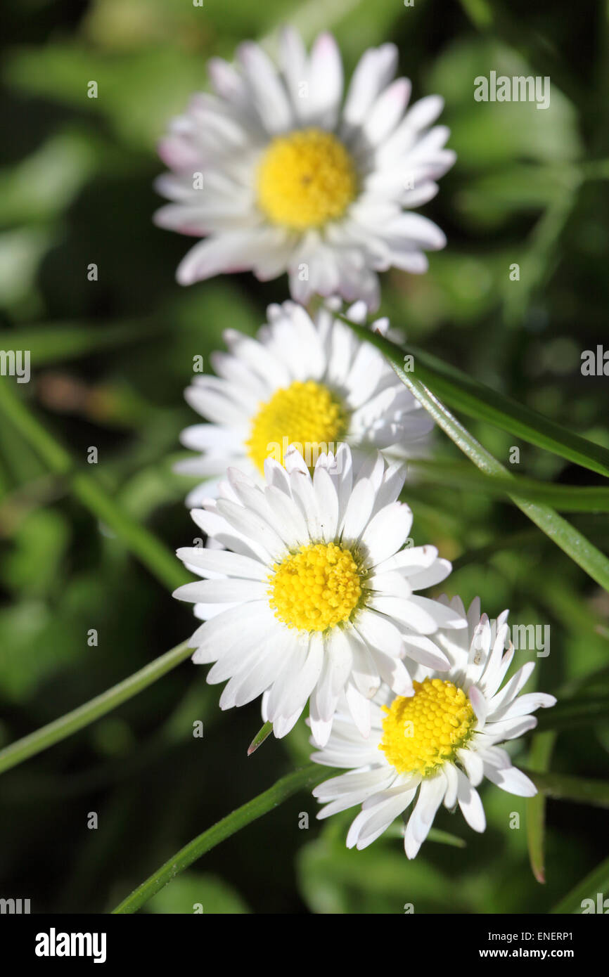 Little oxeye hi-res stock photography and images - Alamy