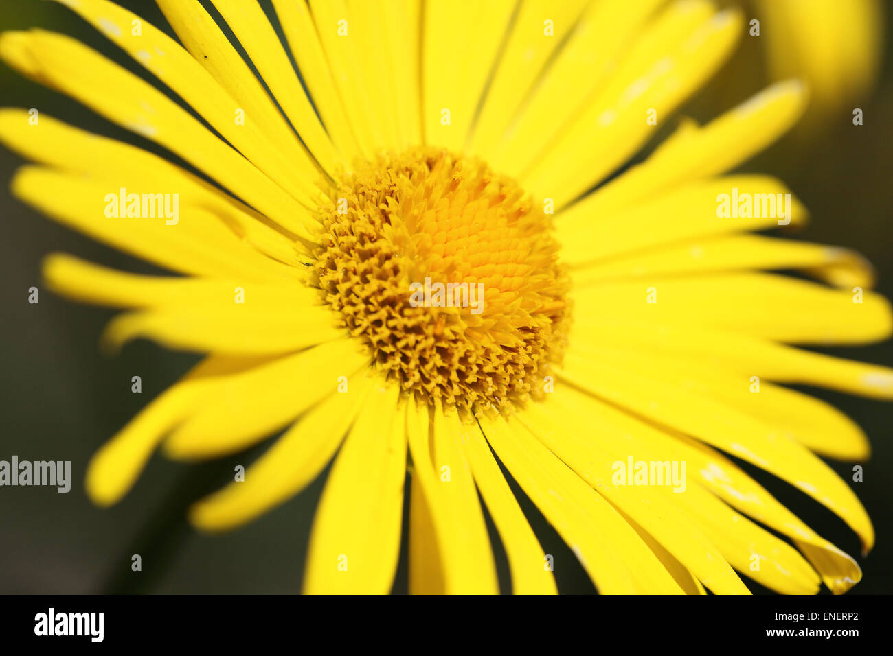 On a photo yellow daisy close-up Stock Photo - Alamy