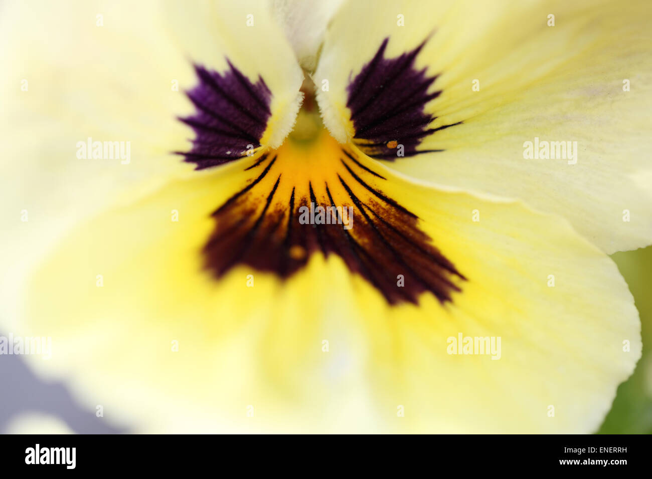 flower yellow violet close up Stock Photo - Alamy