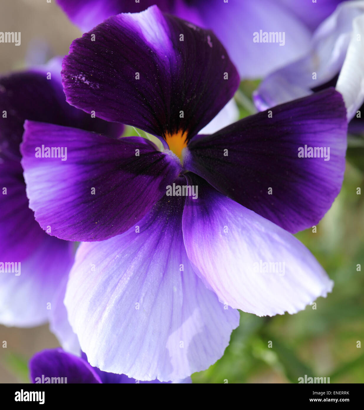 Beautiful violet flower close up. Pansies Stock Photo - Alamy