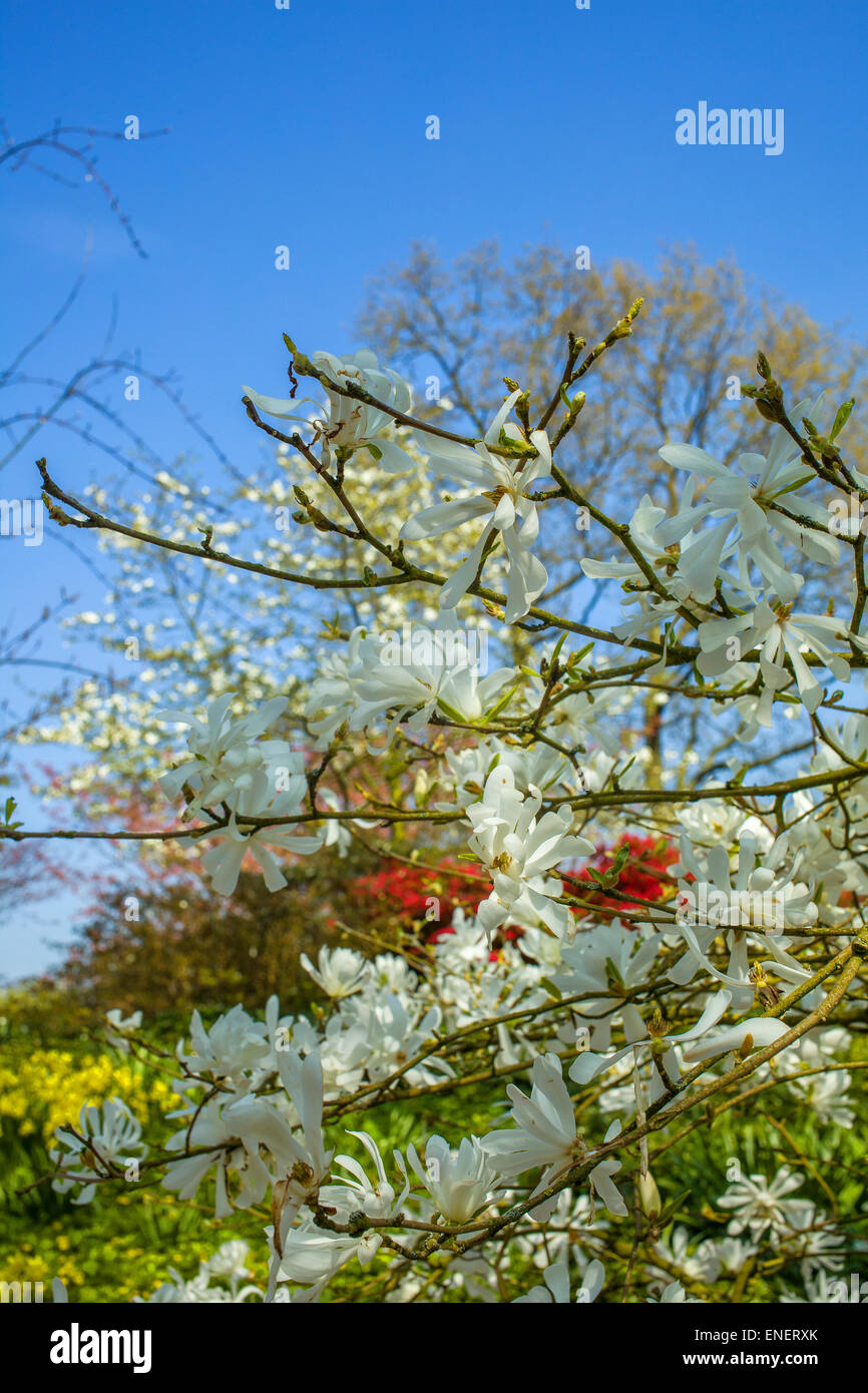 Colorful trees hi-res stock photography and images - Alamy
