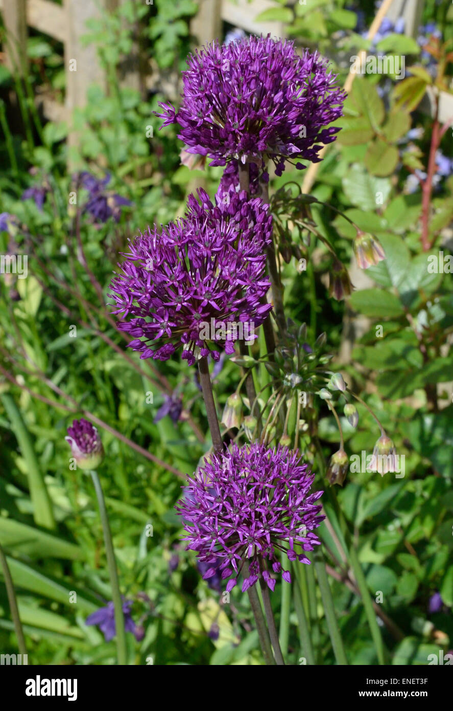 Allium Globemaster garden flower Stock Photo - Alamy