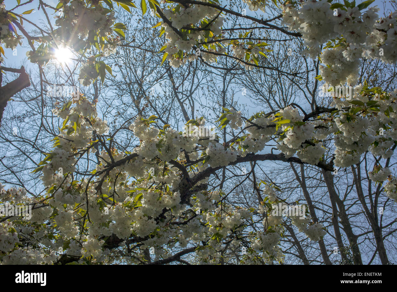 Sunshine on cherry blossom Stock Photo - Alamy