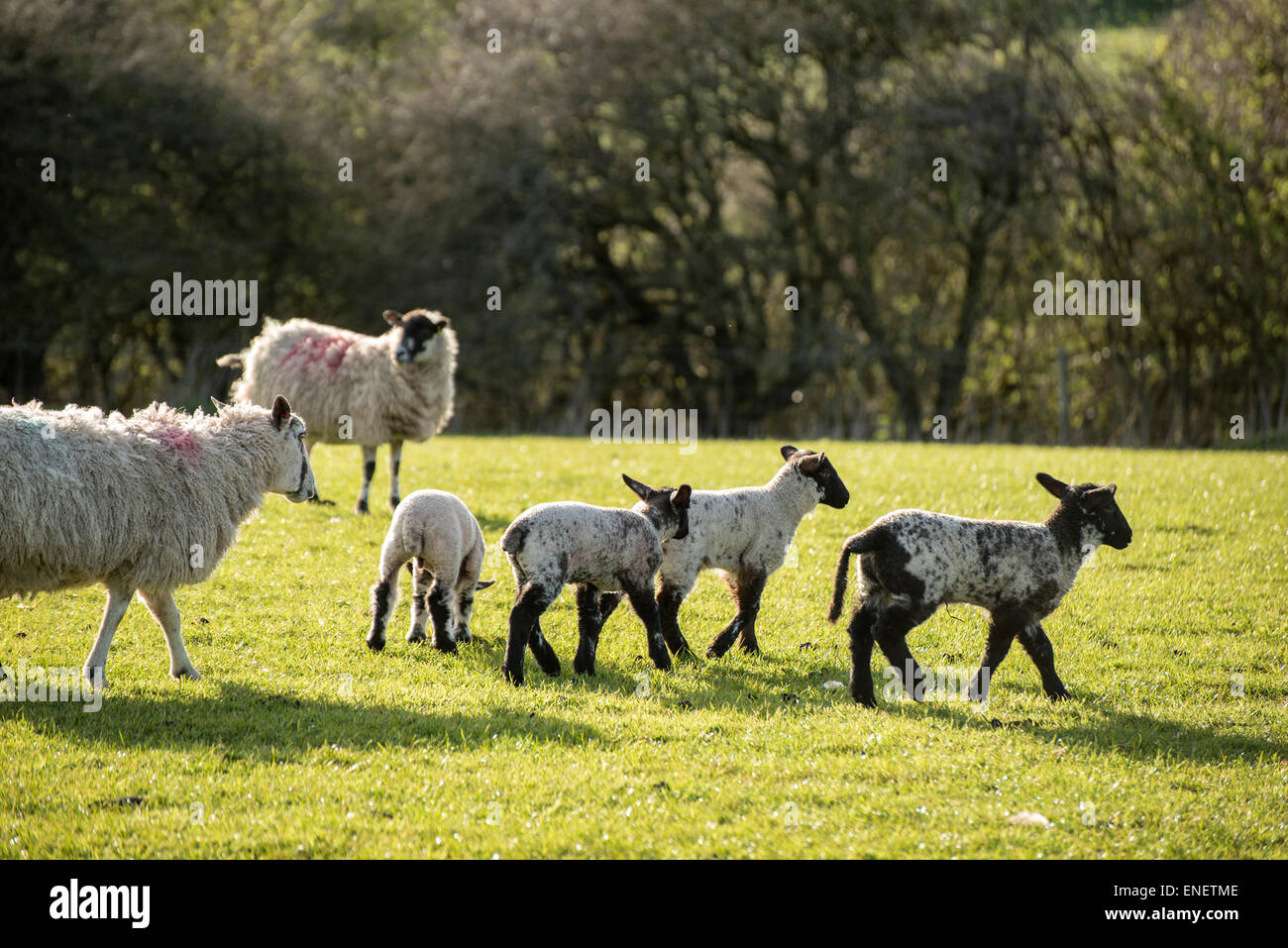 Beautiful lambs hi-res stock photography and images - Alamy