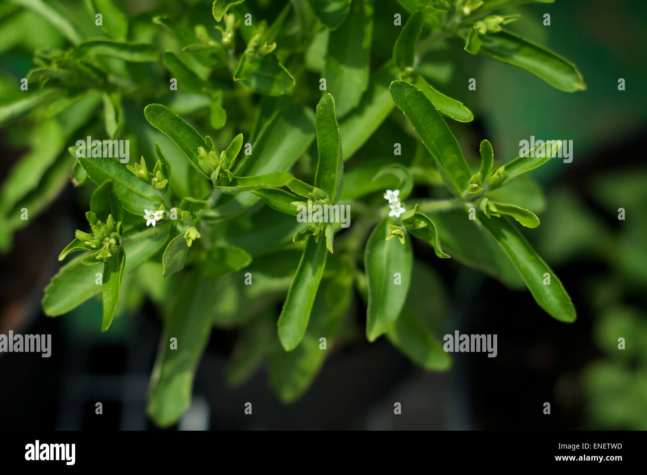 Elongated leaves hi-res stock photography and images - Alamy