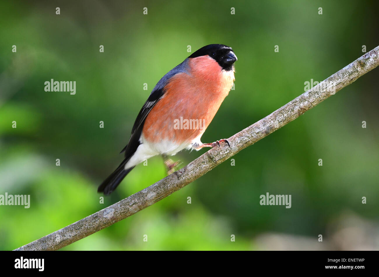 Eurasian bull finch hi-res stock photography and images - Alamy