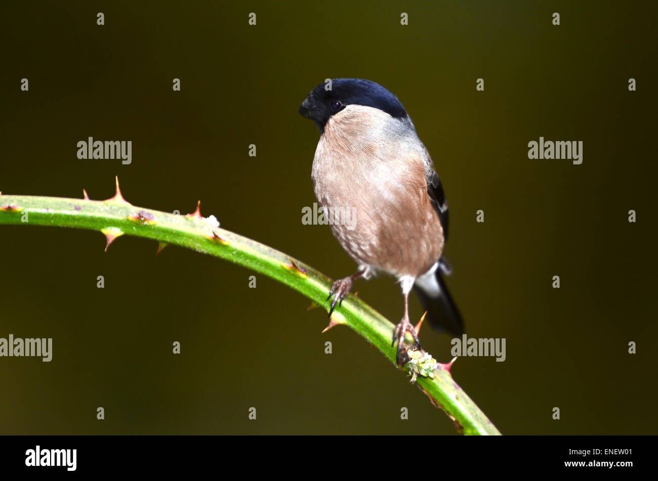 Eurasian bull finch hi-res stock photography and images - Alamy