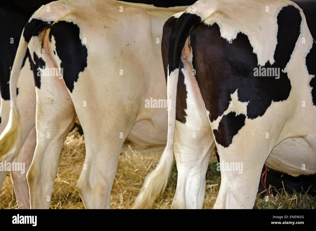 Backside of a Holstein cows in a barn Stock Photo - Alamy