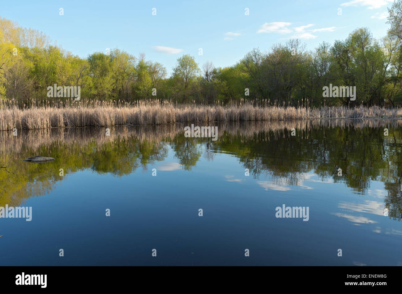 Pond and tree-lined marsh with reeds at nature center in west saint ...