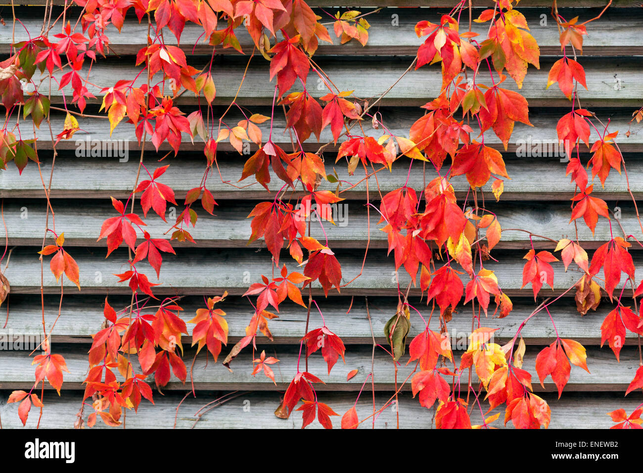 Red creeper hi-res stock photography and images - Alamy