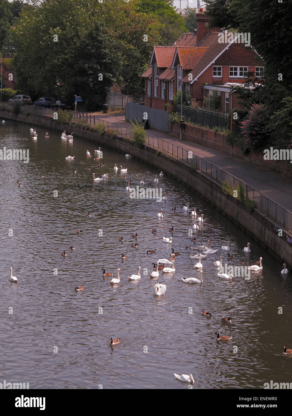 waterfowl on the River Kennet Reading Berkshire England UK Stock Photo ...