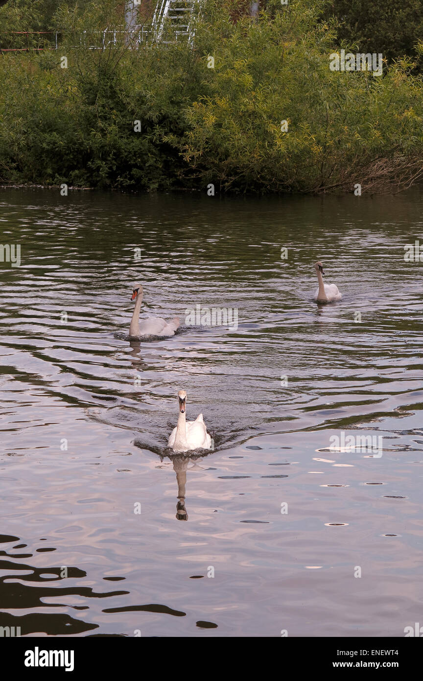Three waterfowl birds paddling countryside riverside animals formation ...